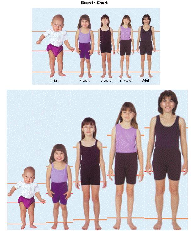 Lineups: child growth & puberty progression stages